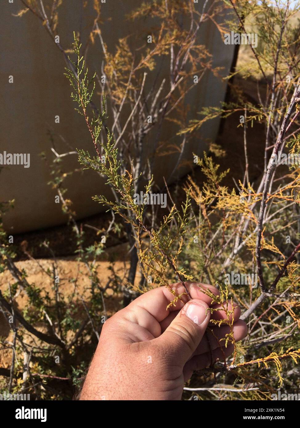 saltcedar (Tamarix ramosissima) Plantae Stock Photo - Alamy