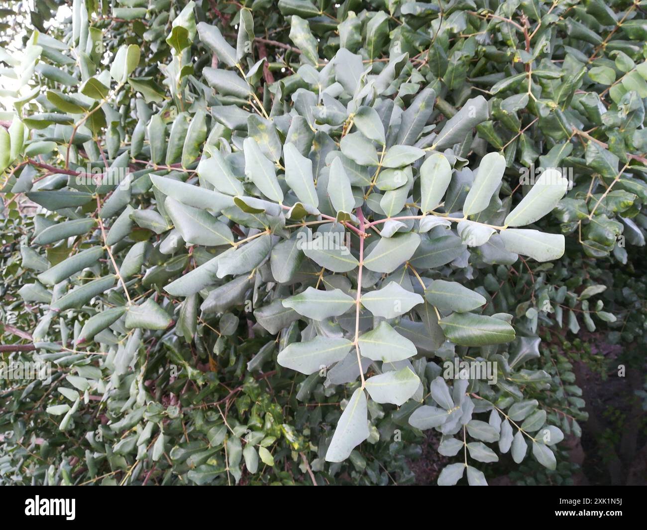 carob tree (Ceratonia siliqua) Plantae Stock Photo - Alamy