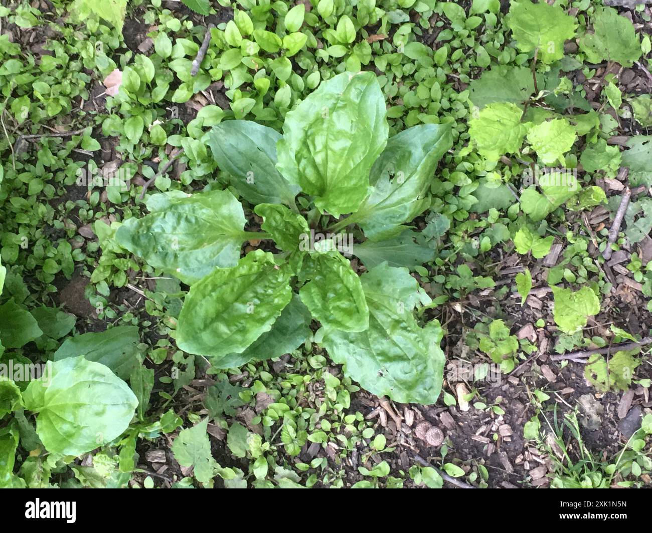 American plantain (Plantago rugelii) Plantae Stock Photo - Alamy