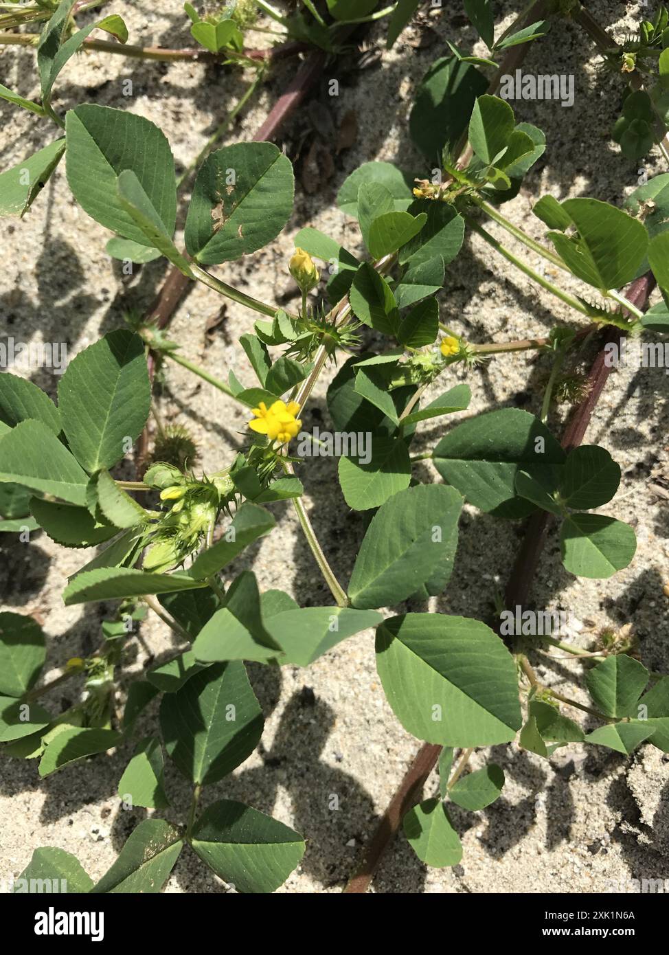 bur clover (Medicago polymorpha) Plantae Stock Photo - Alamy