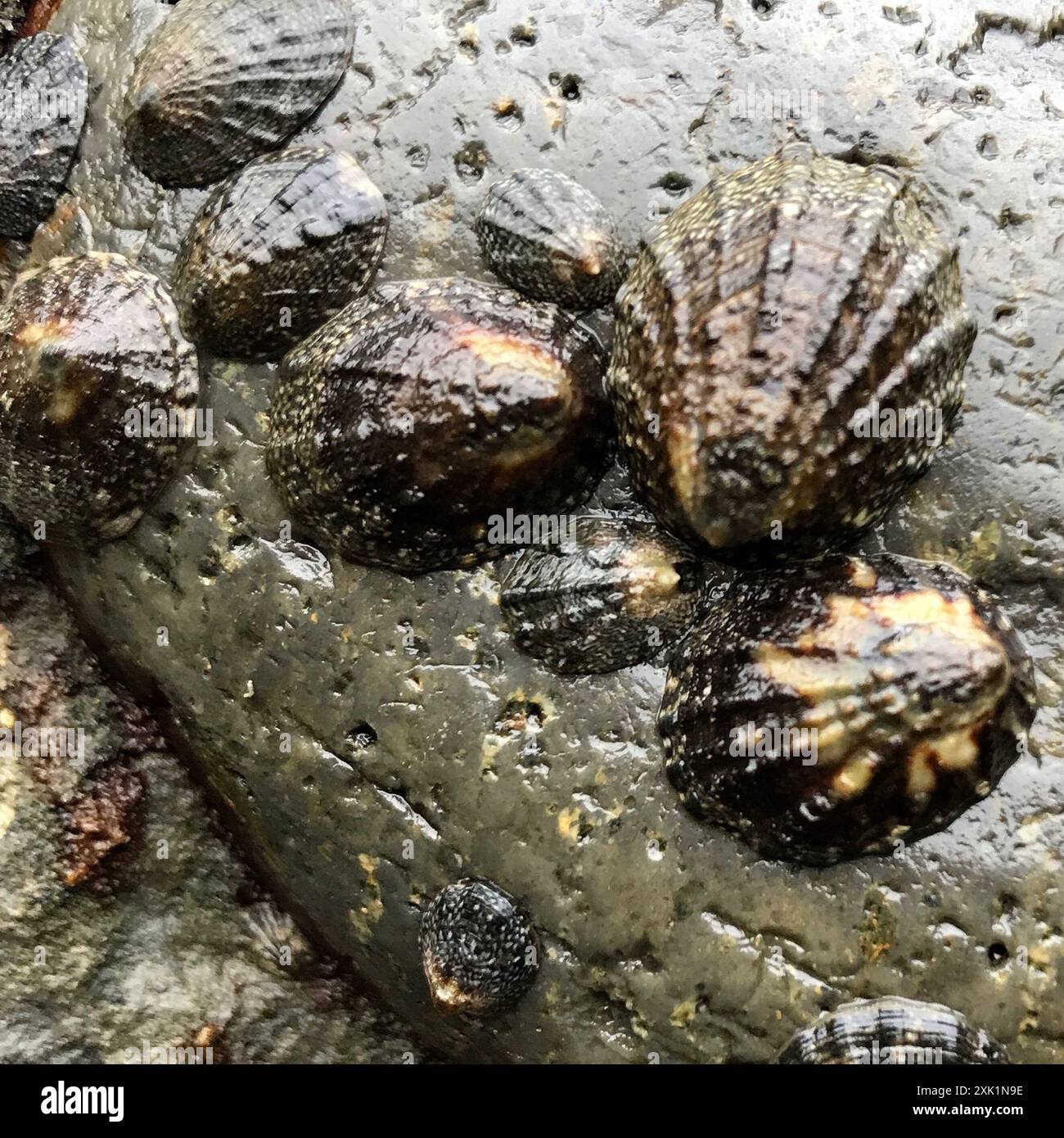 Rough Limpet (Lottia scabra) Mollusca Stock Photo - Alamy