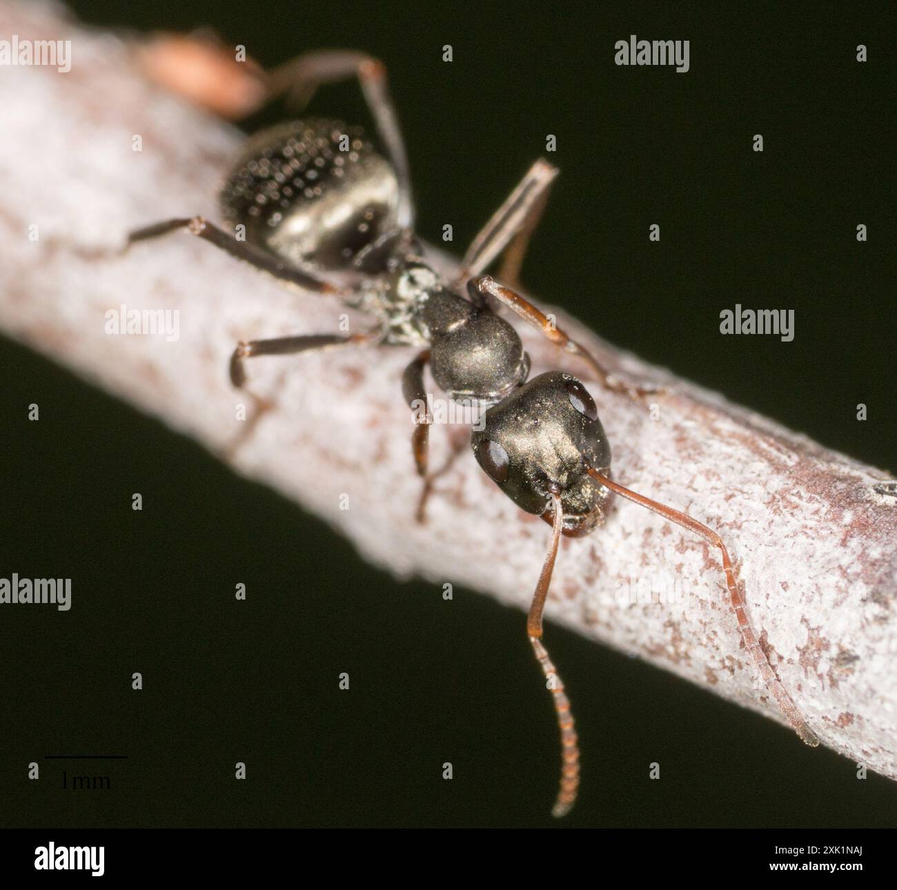 Wood, Mound, and Field Ants (Formica) Insecta Stock Photo - Alamy