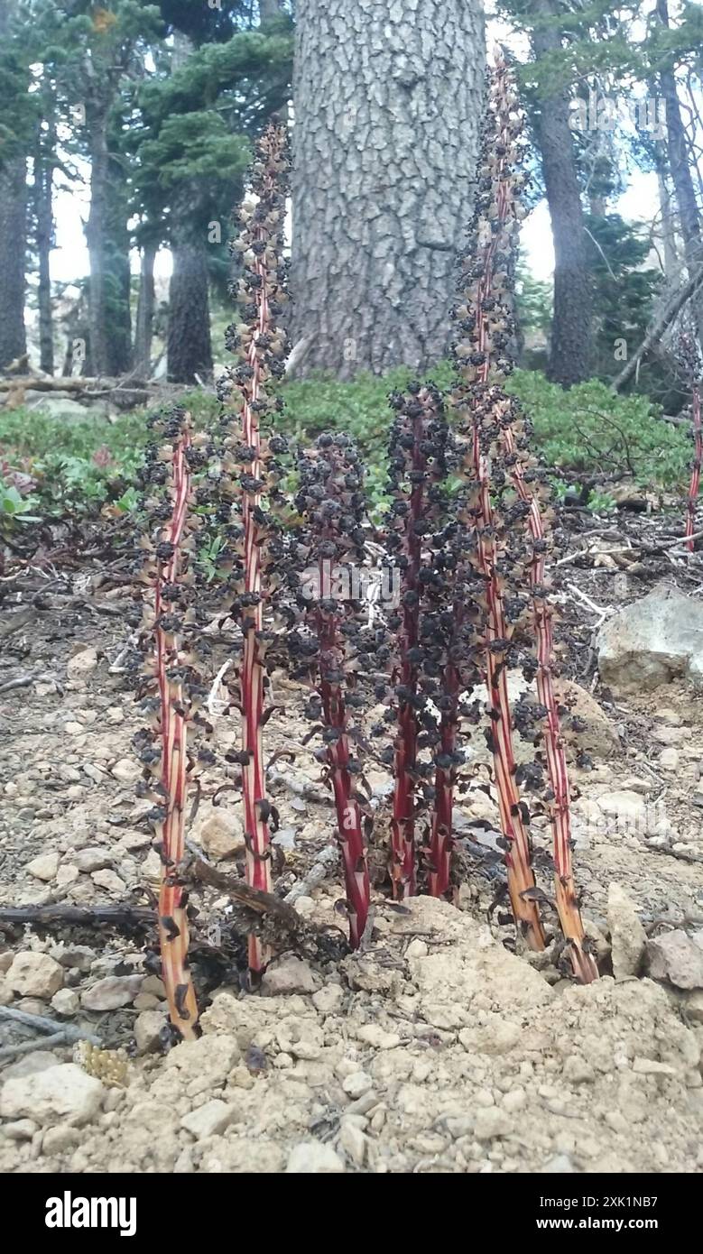 Allotropa hi-res stock photography and images - Alamy