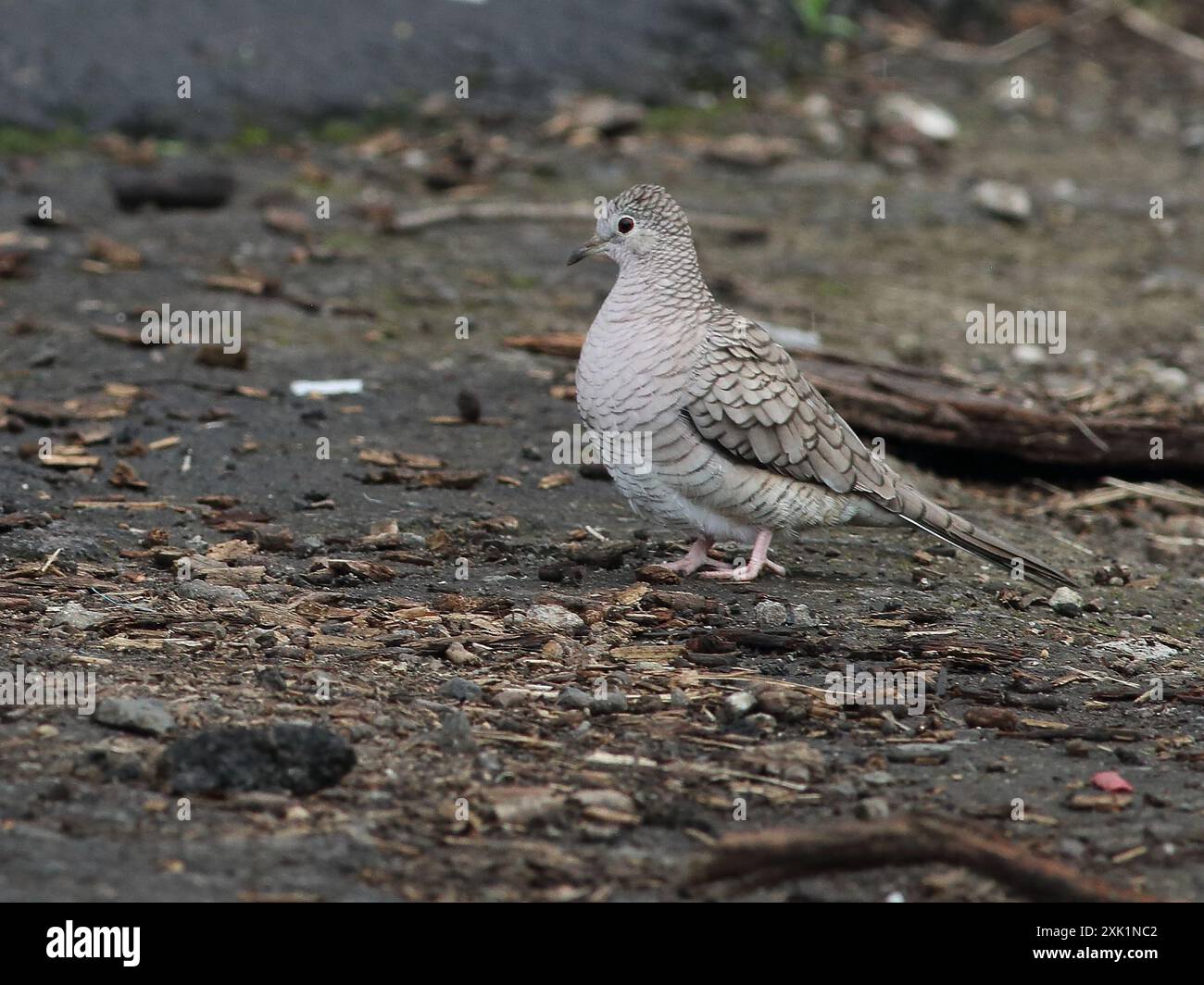 Inca Dove (Columbina inca) Aves Stock Photo - Alamy