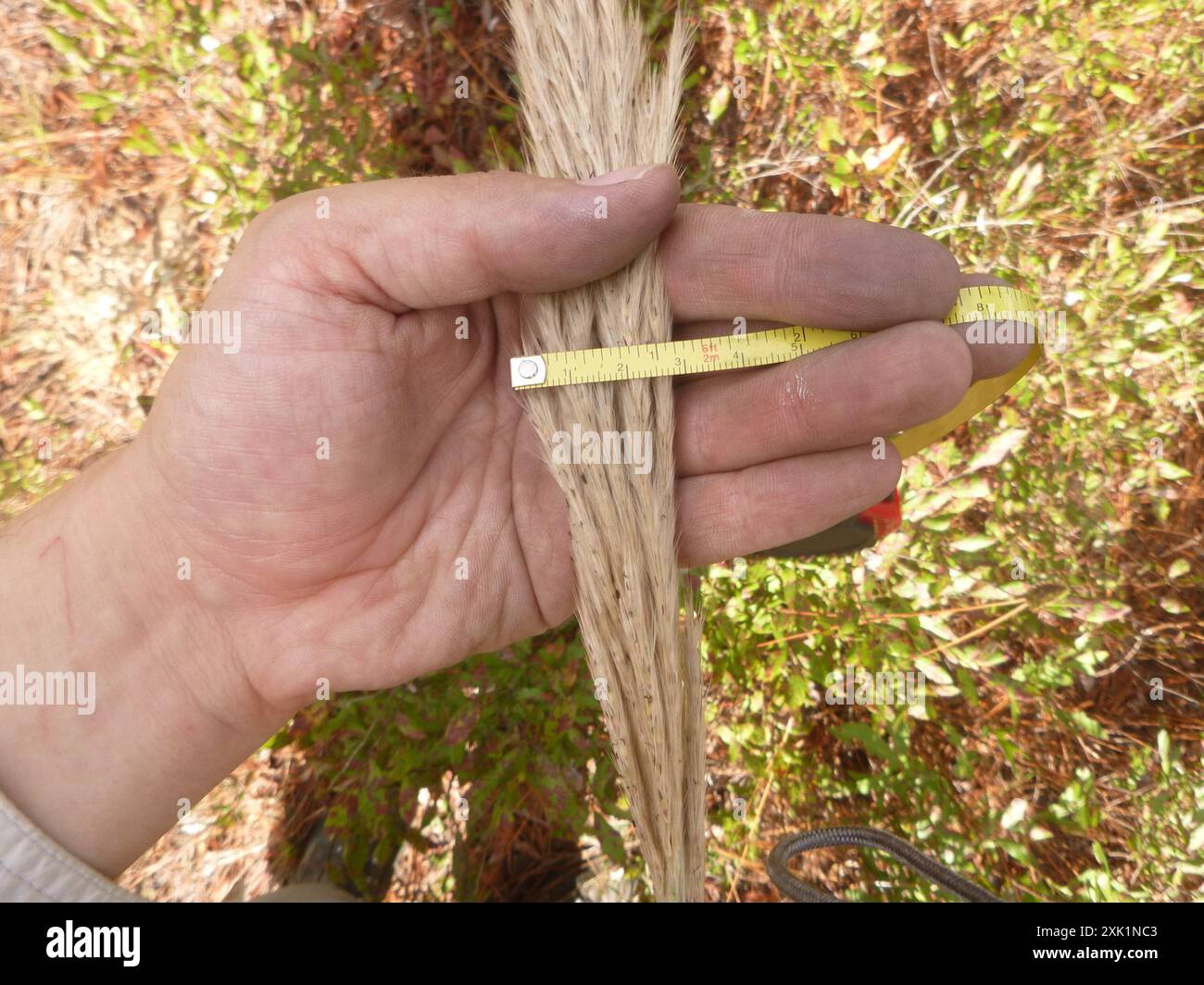 woolly beardgrass (Erianthus alopecuroides) Plantae Stock Photo - Alamy