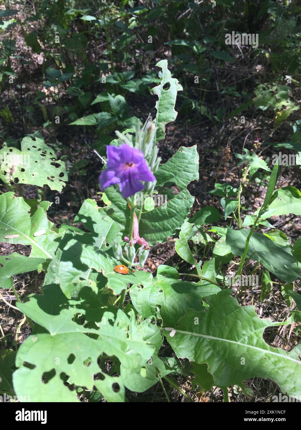 violet ruellia (Ruellia nudiflora) Plantae Stock Photo - Alamy