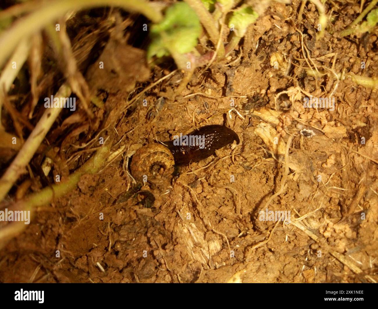 Smooth Land Slugs (Deroceras) Mollusca Stock Photo - Alamy