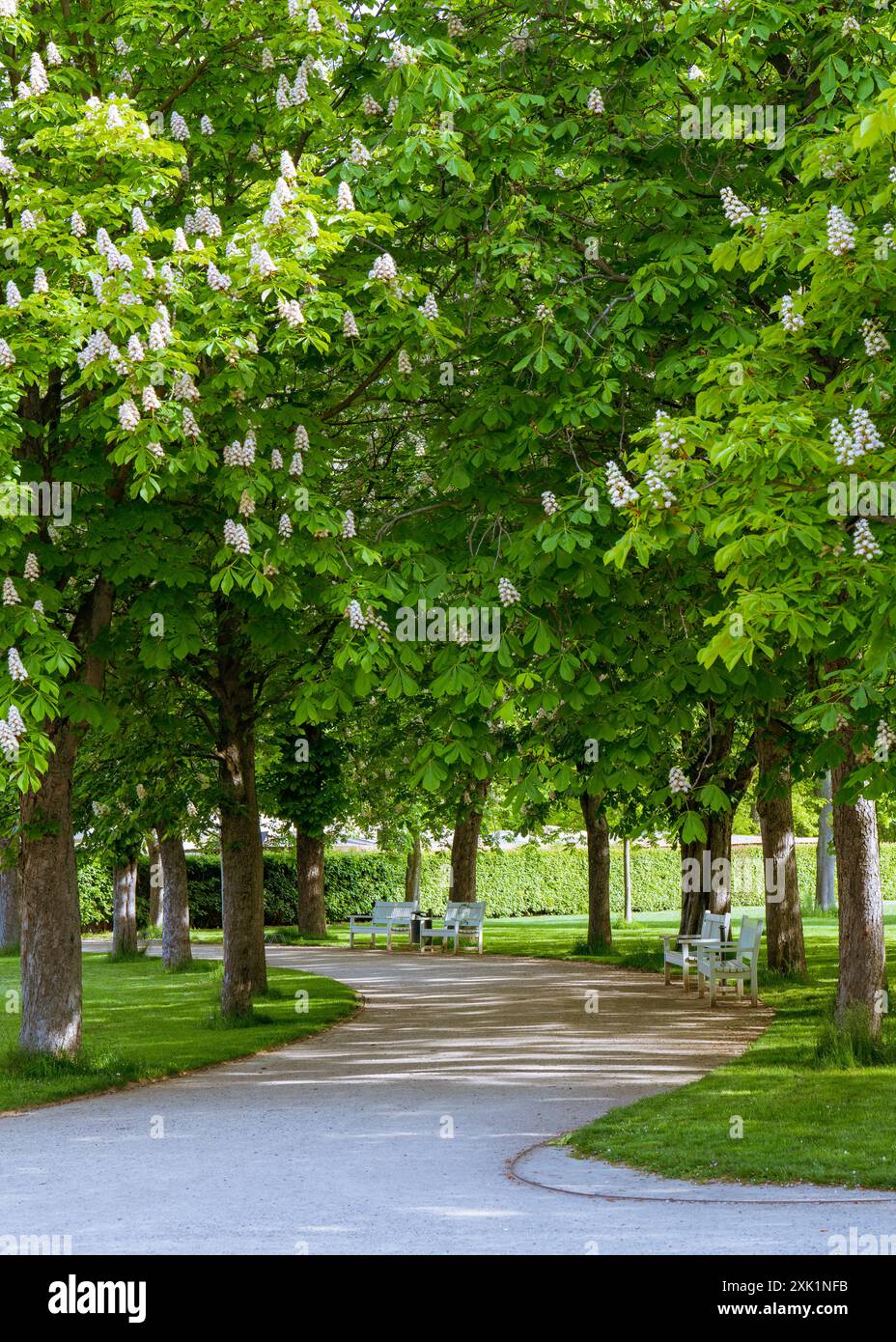 Beautiful panorama of the green city park, white benches, flowering ...