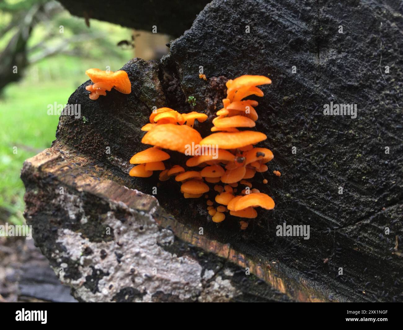 Favolaschia claudopus hi-res stock photography and images - Alamy