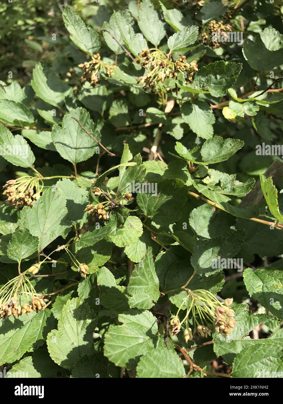 common ninebark (Physocarpus opulifolius) Plantae Stock Photo - Alamy