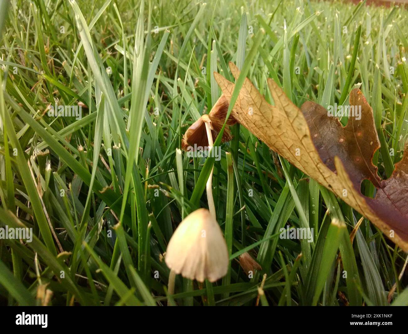 Conecaps (Conocybe) Fungi Stock Photo - Alamy