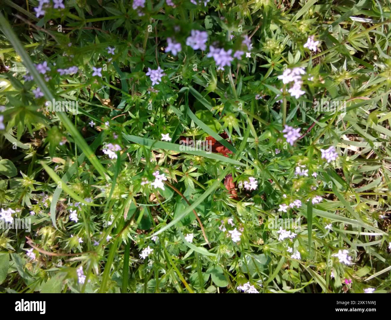 Field madder (Sherardia arvensis) Plantae Stock Photo - Alamy