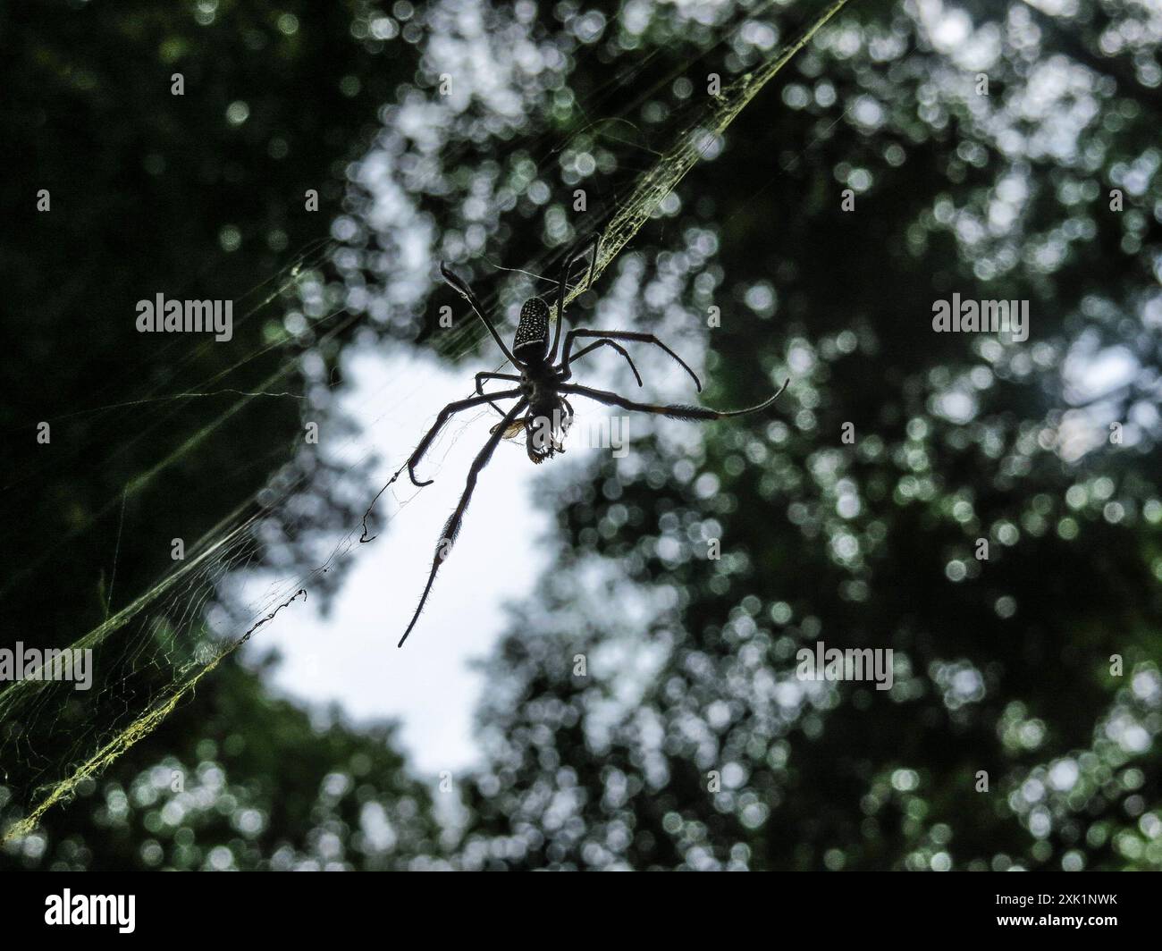 Golden Silk Spider (Trichonephila clavipes) Arachnida Stock Photo - Alamy