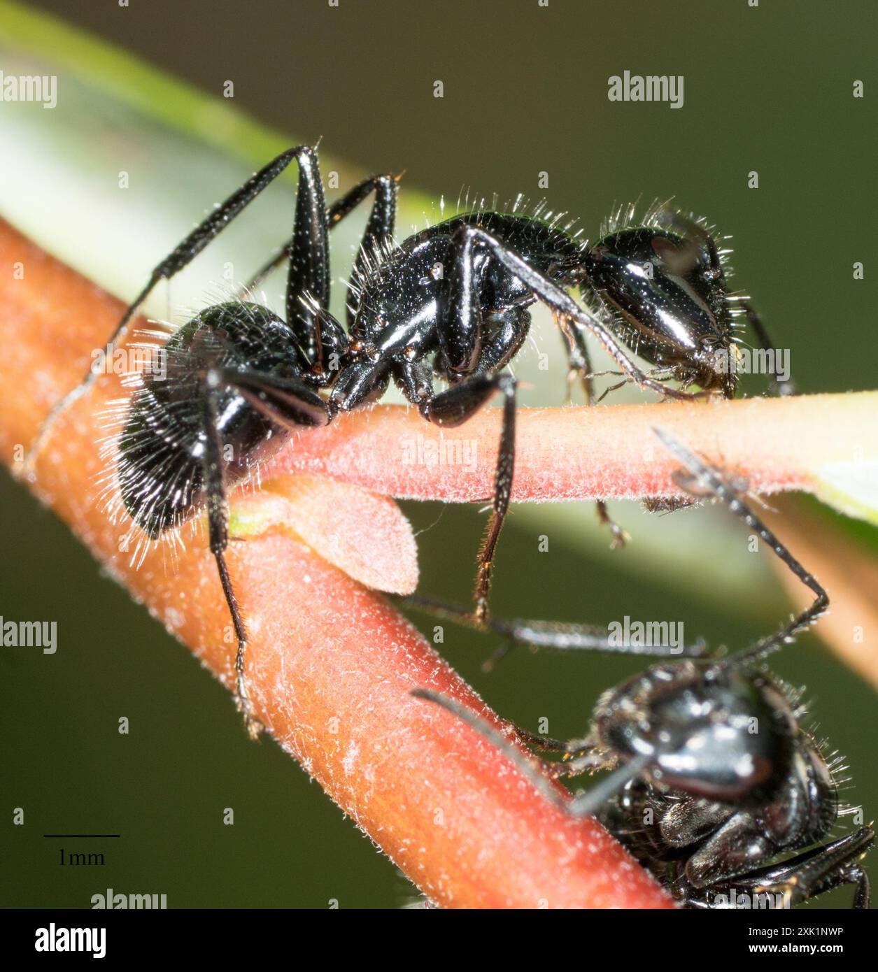 Hairy Smooth Carpenter Ant (Camponotus laevissimus) Insecta Stock Photo ...