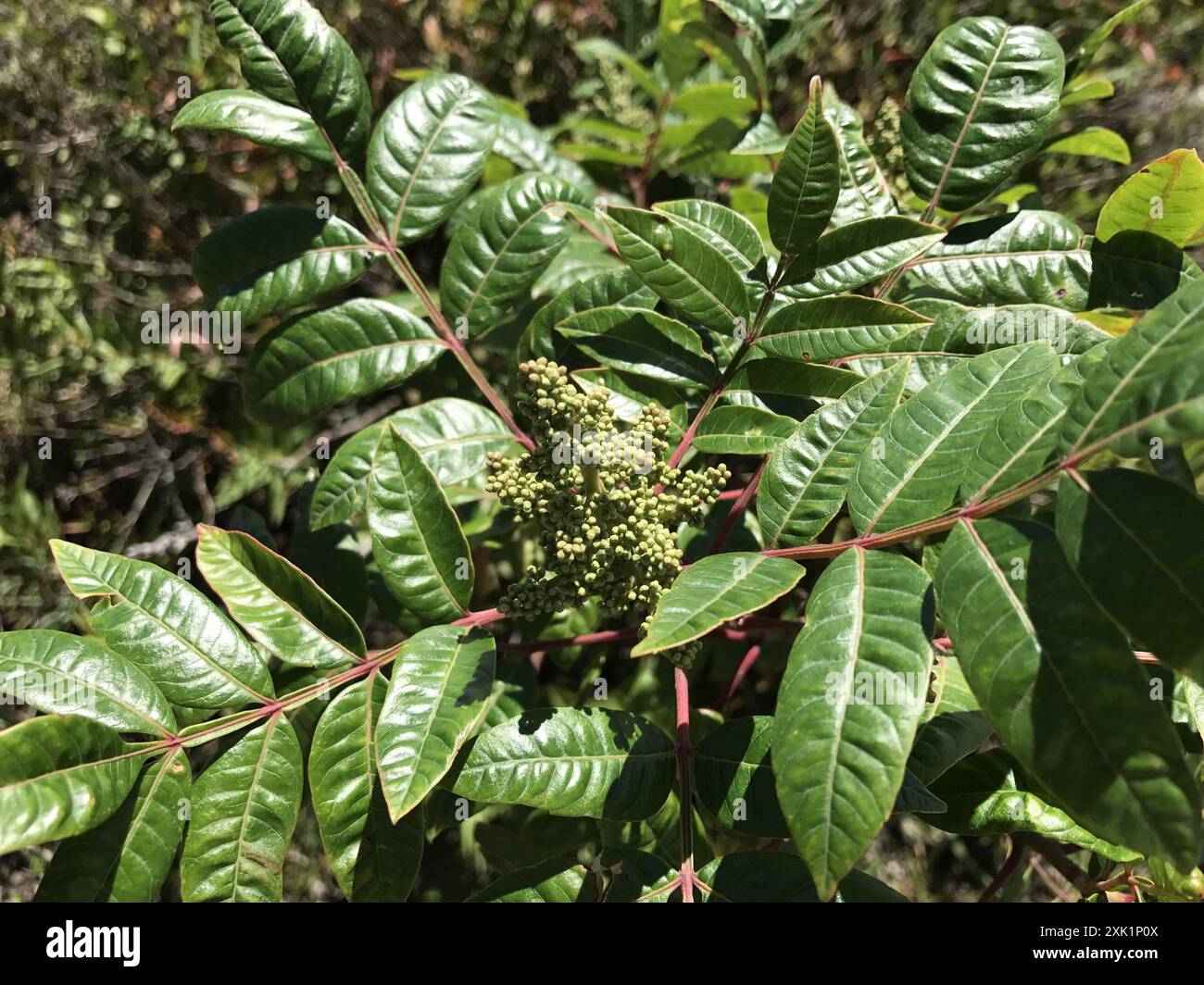 shining sumac (Rhus copallinum) Plantae Stock Photo - Alamy