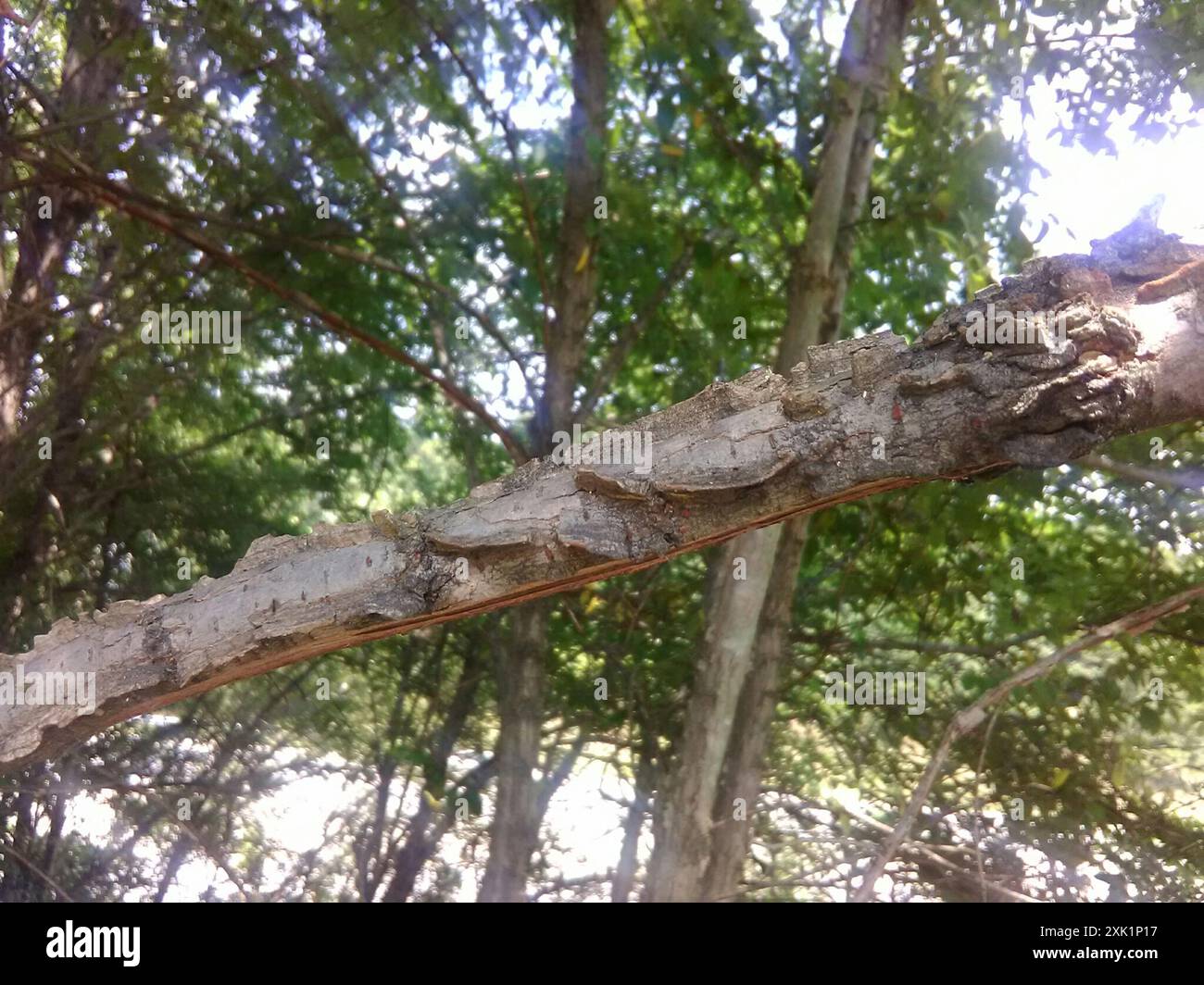 Winged Elm (Ulmus alata) Plantae Stock Photo - Alamy