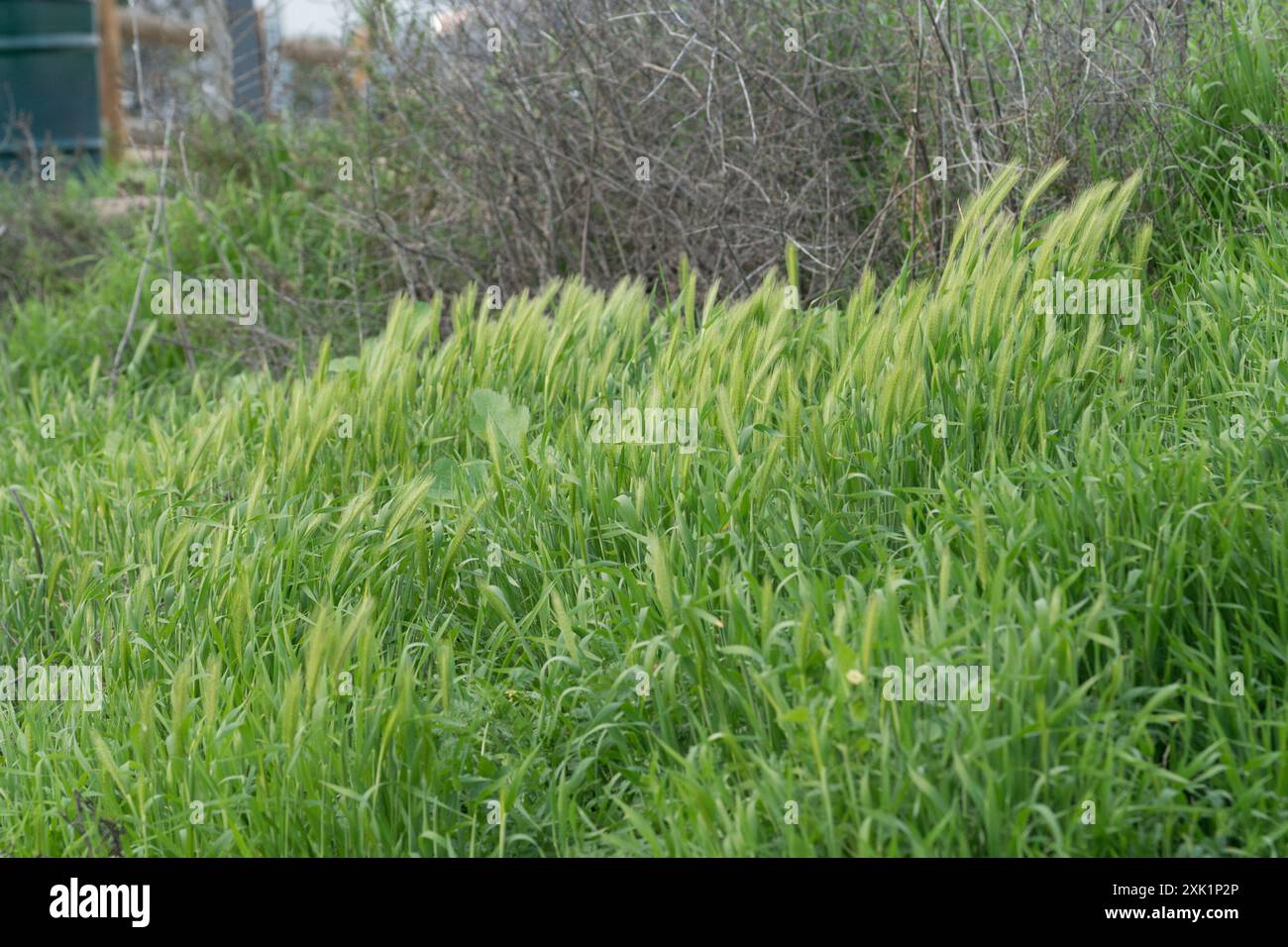 wall barley (Hordeum murinum) Plantae Stock Photo - Alamy