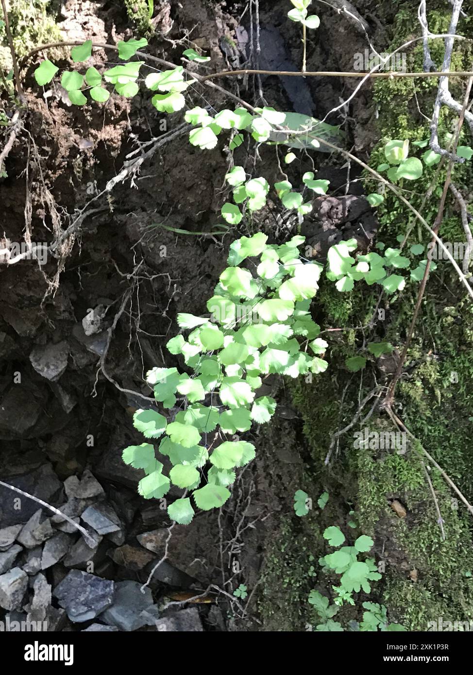 California Maidenhair Fern (Adiantum jordanii) Plantae Stock Photo - Alamy