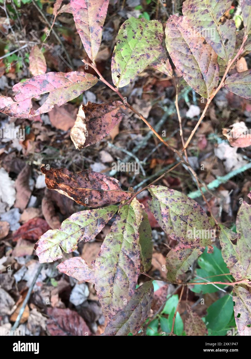 bear huckleberry (Gaylussacia ursina) Plantae Stock Photo - Alamy