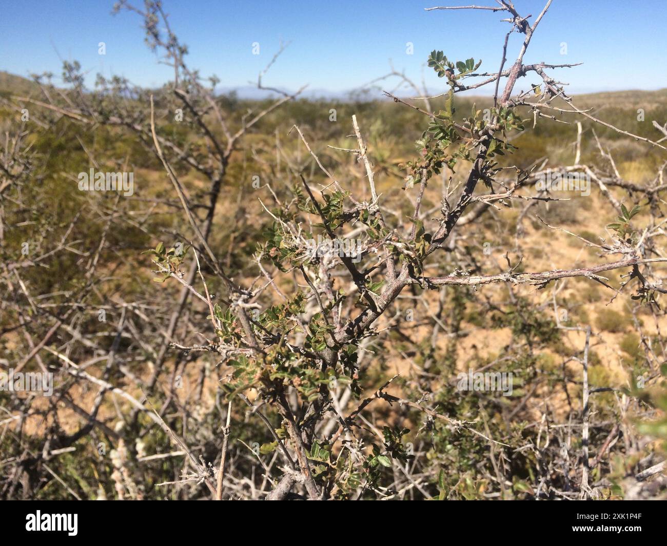 little leaf sumac (Rhus microphylla) Plantae Stock Photo - Alamy