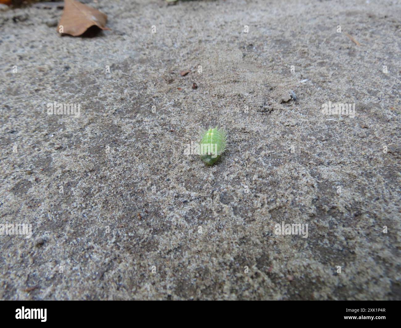 Crowned Slug Moth (Isa textula) Insecta Stock Photo - Alamy