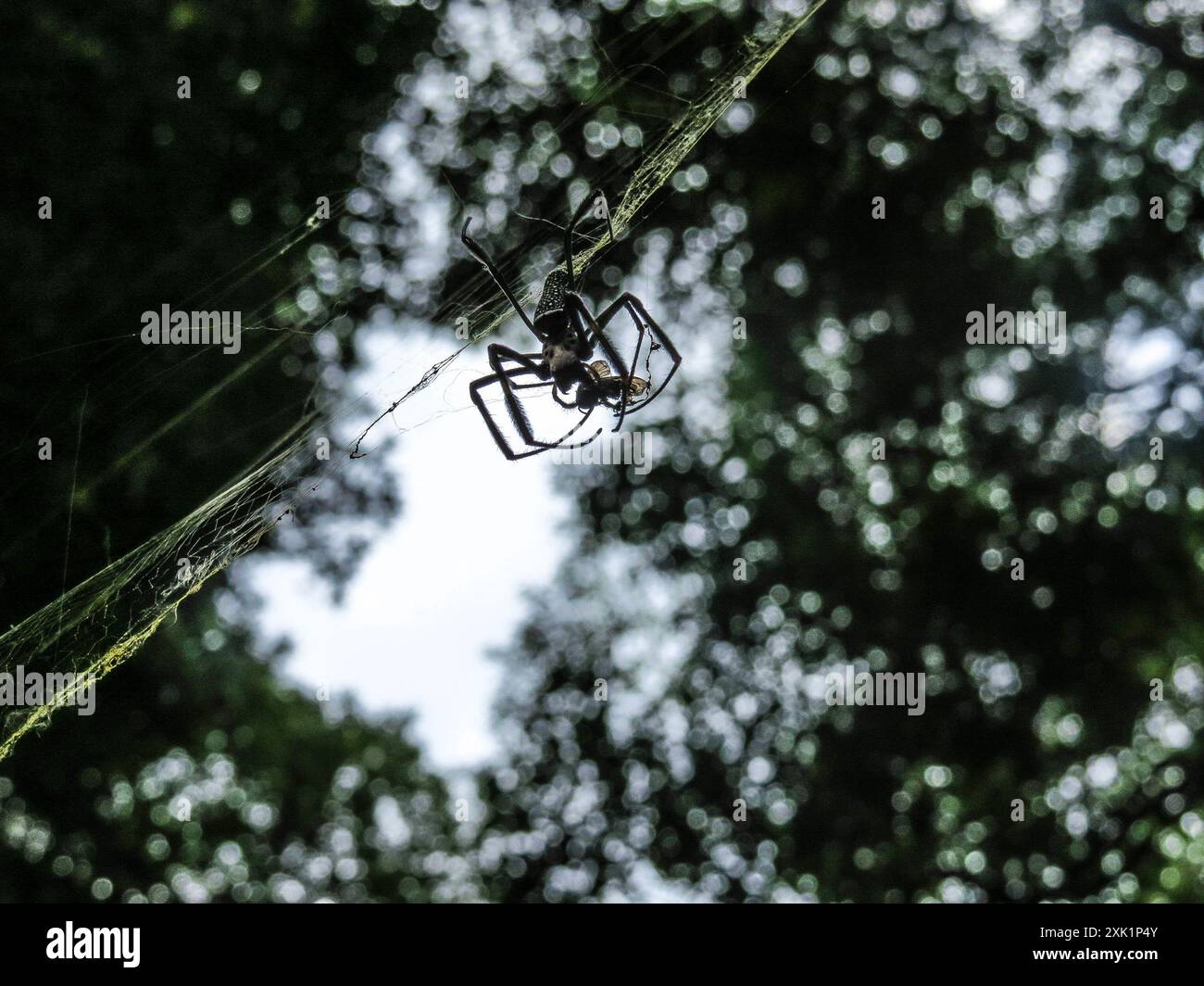 Golden Silk Spider (Trichonephila clavipes) Arachnida Stock Photo - Alamy