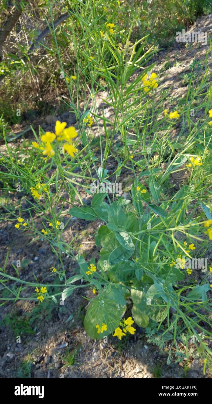 mustard family (Brassicaceae) Plantae Stock Photo - Alamy