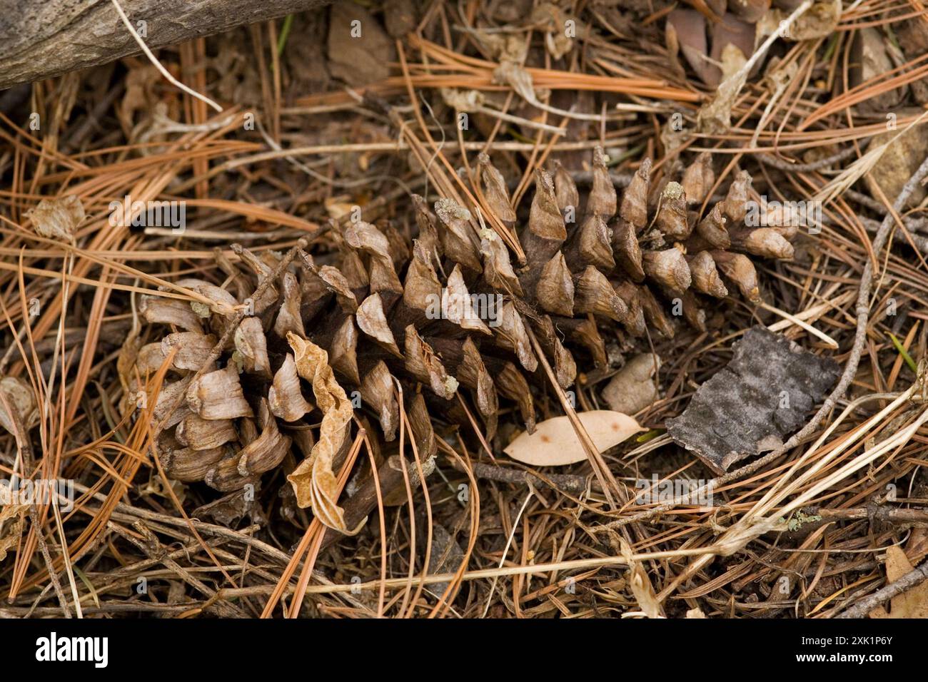 southwestern white pine (Pinus strobiformis) Plantae Stock Photo - Alamy