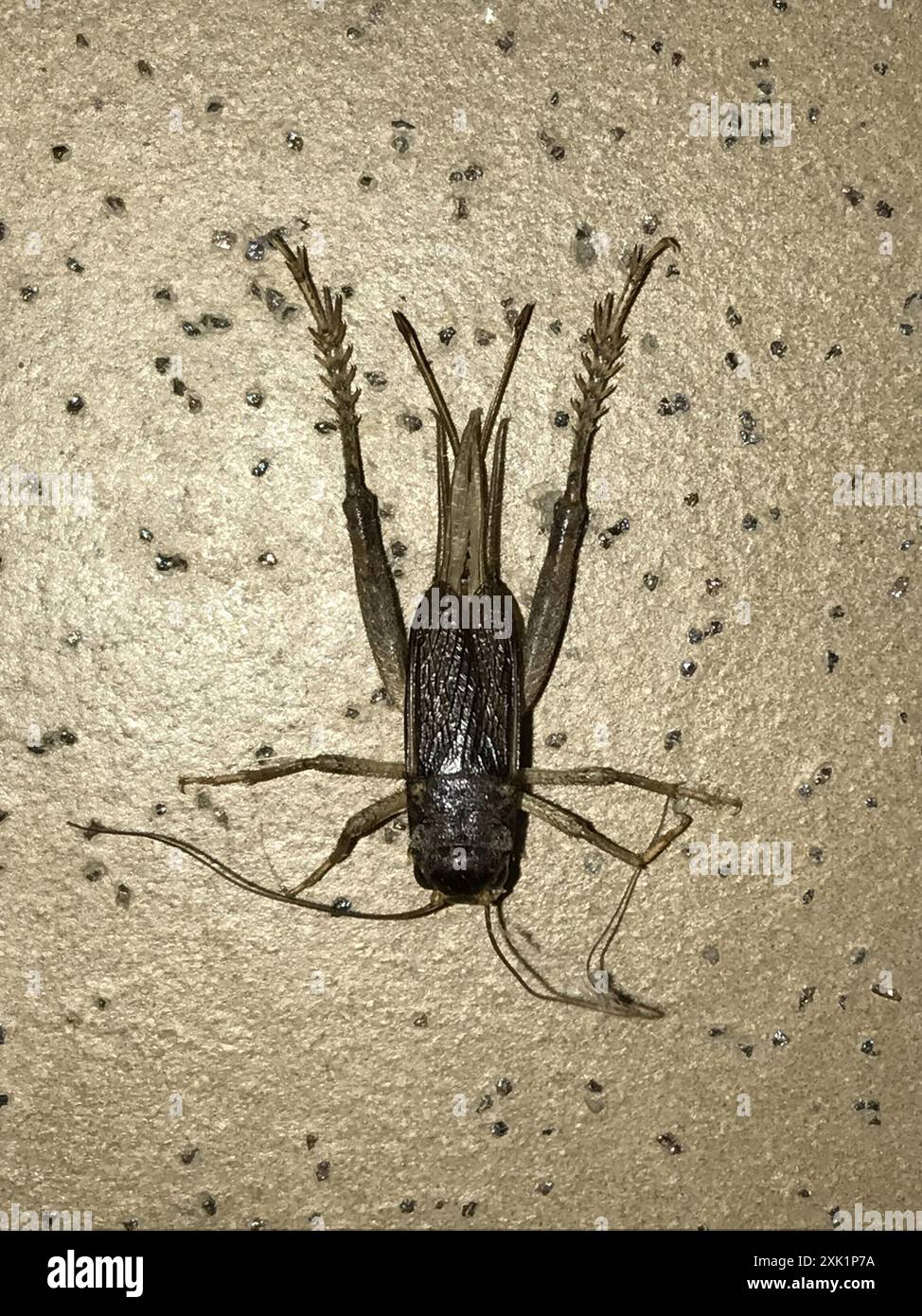 Japanese Burrowing Cricket (Velarifictorus micado) Insecta Stock Photo ...