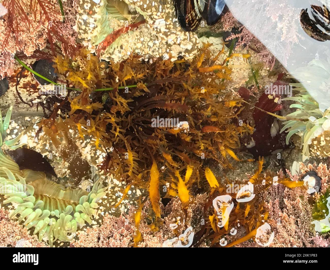 Bleach Weed (Prionitis sternbergii) Plantae Stock Photo - Alamy