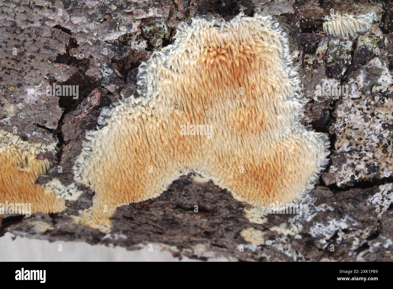 Asian Beauty (Radulomyces copelandii) Fungi Stock Photo - Alamy