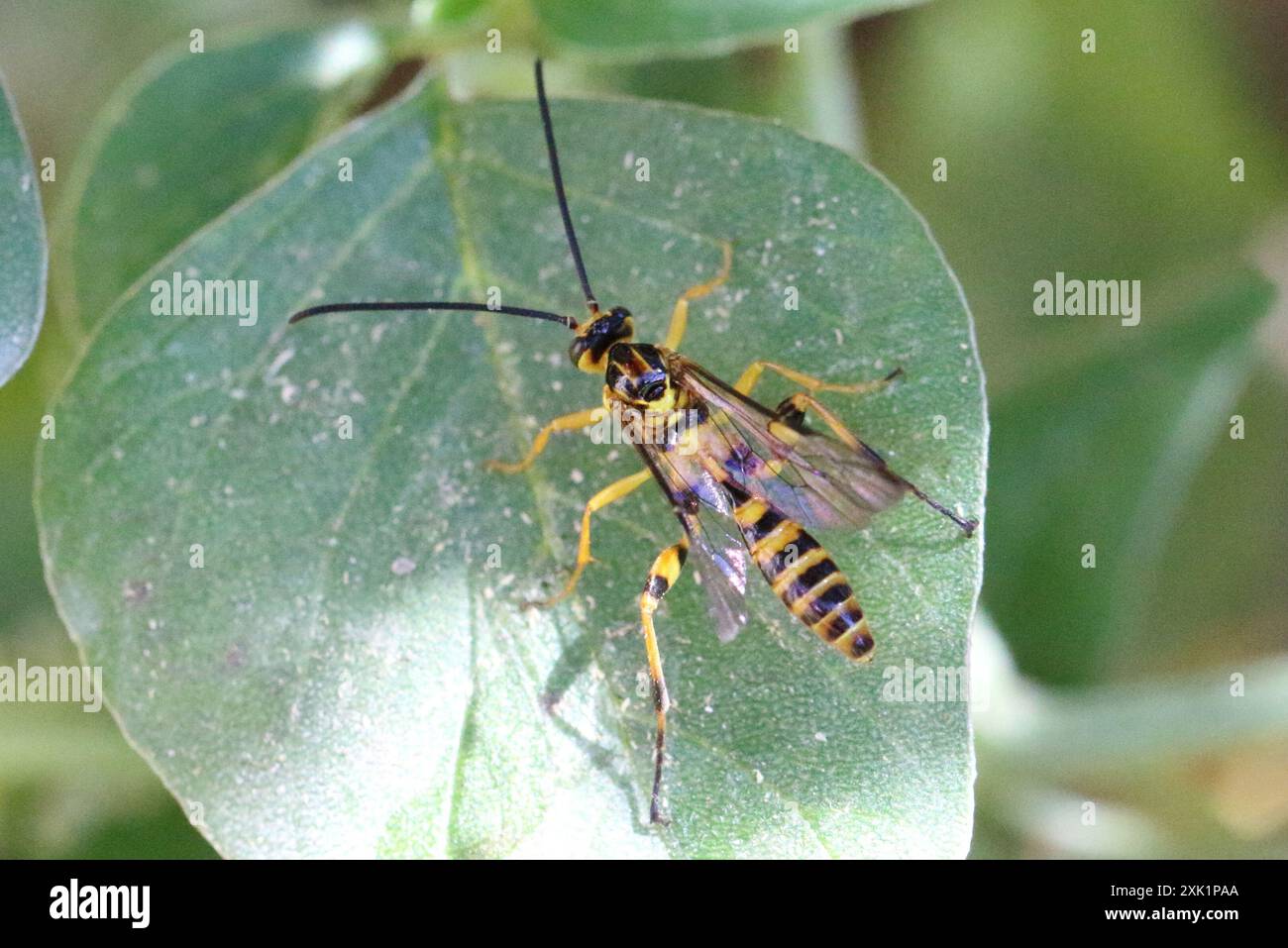 Bee Parasitizing Wasps (Labium) Insecta Stock Photo - Alamy
