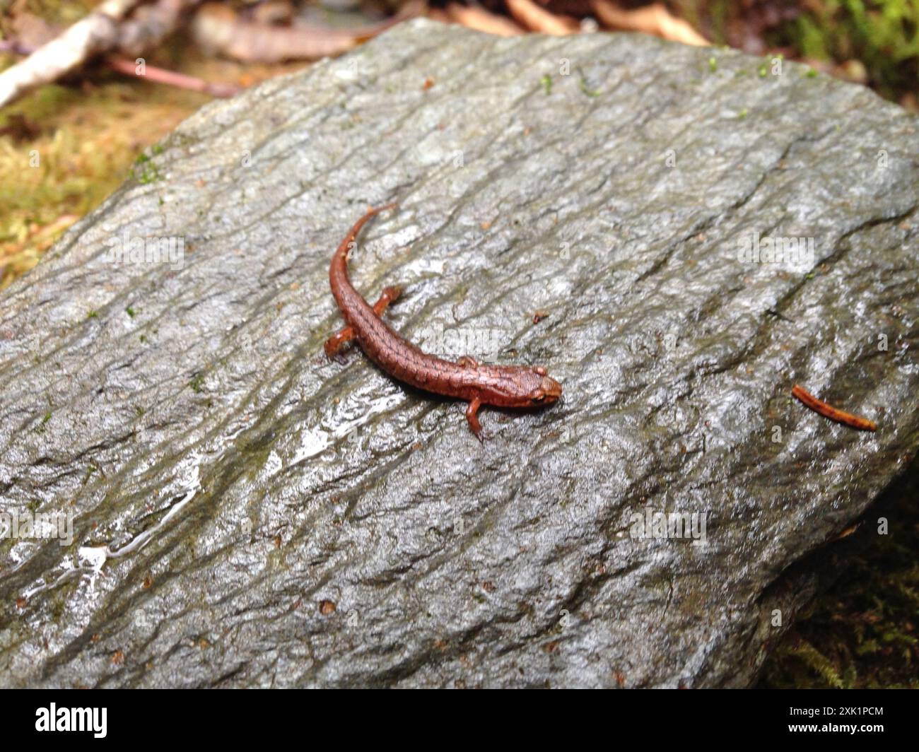 Pygmy Salamander (Desmognathus wrighti) Amphibia Stock Photo - Alamy
