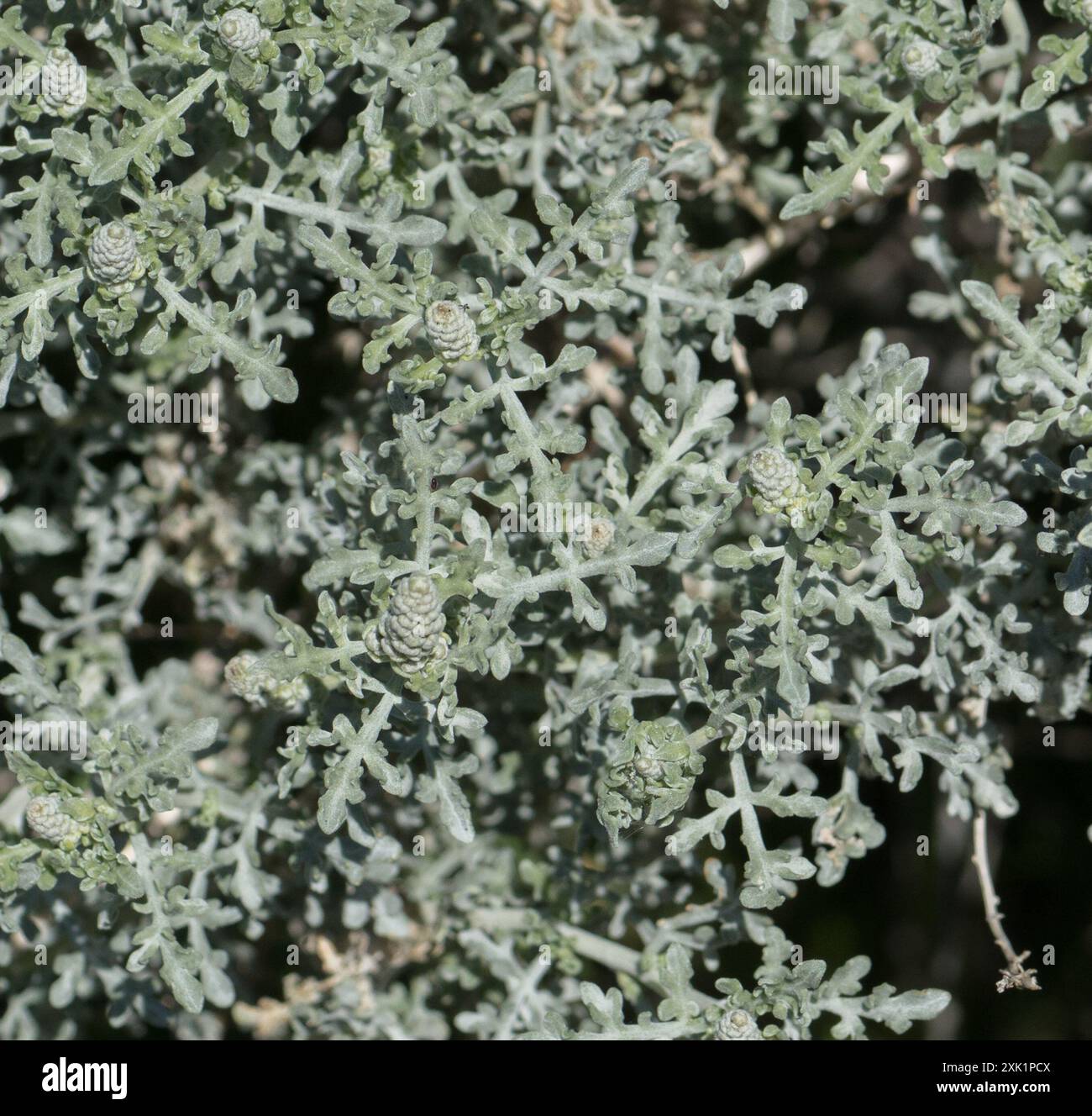 Burrobush (Ambrosia dumosa) Plantae Stock Photo - Alamy