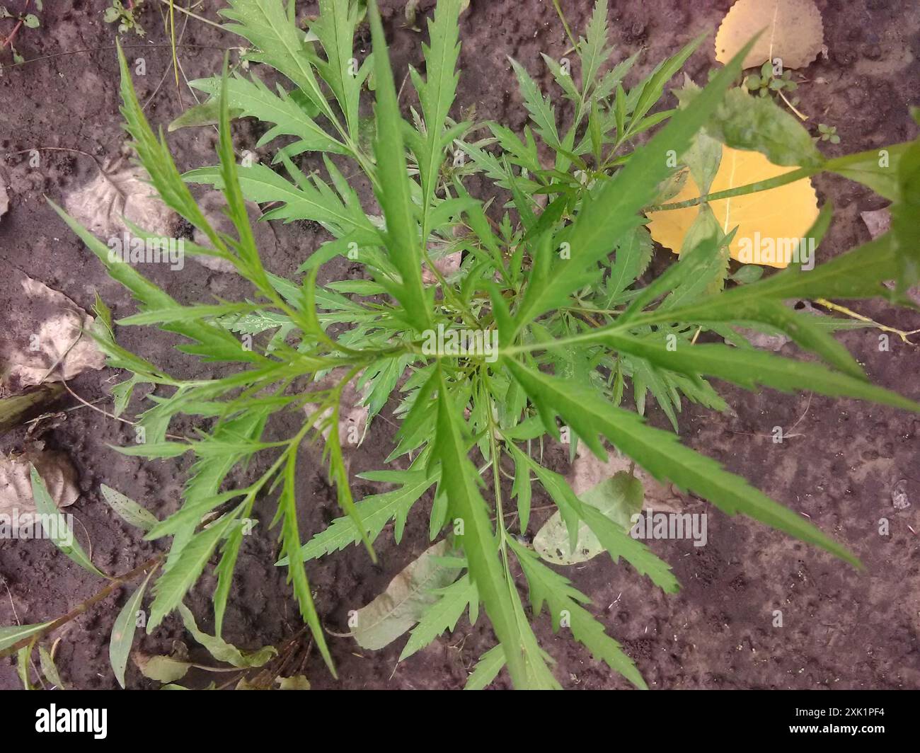 cut-leaved toothwort (Cardamine concatenata) Plantae Stock Photo - Alamy