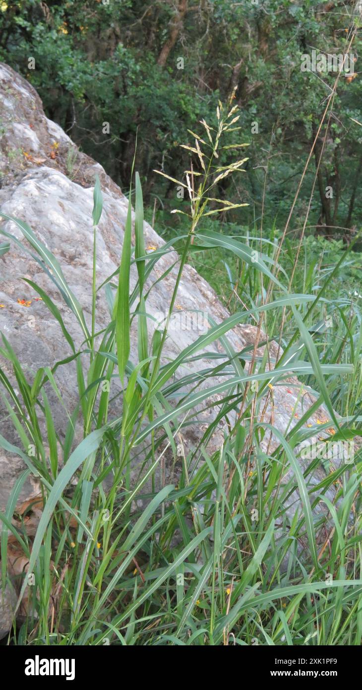Johnson grass (Sorghum halepense) Plantae Stock Photo - Alamy