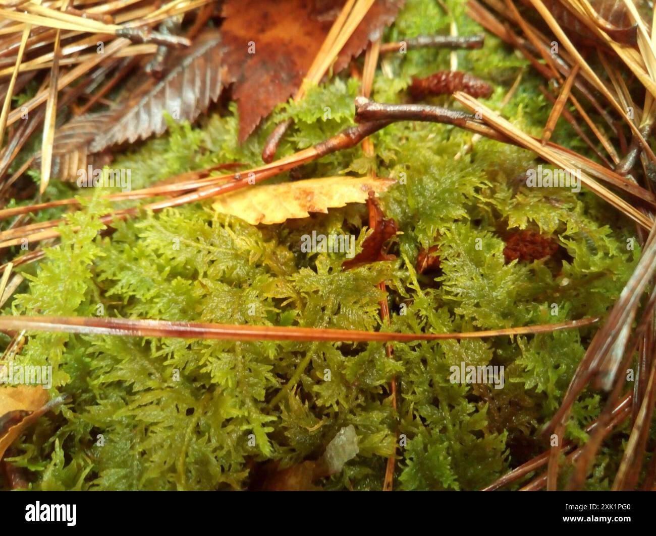 delicate fern moss (Thuidium delicatulum) Plantae Stock Photo - Alamy