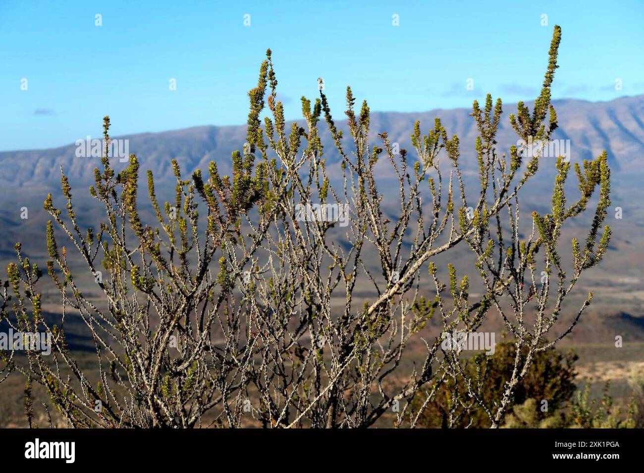 Goldensceptre Capegorse (Aspalathus sceptrum-aureum) Plantae Stock ...