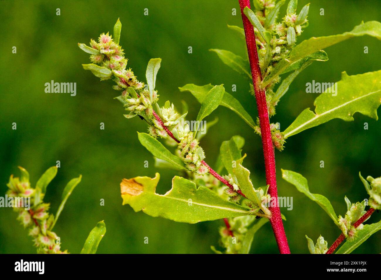 Wheelscale Saltbush (Atriplex elegans) Plantae Stock Photo - Alamy