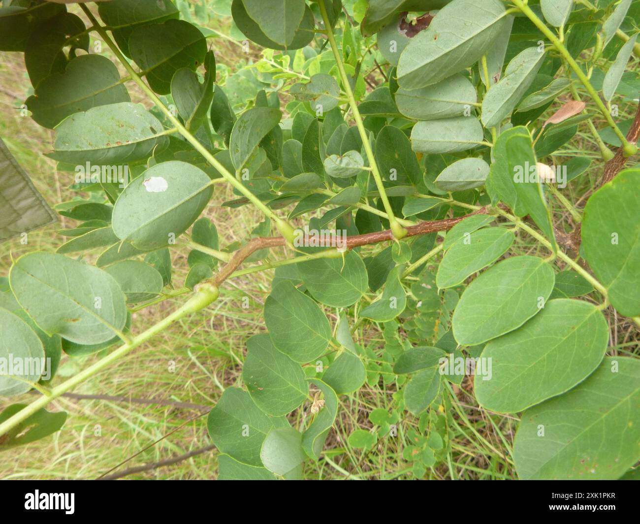dwarf bristly locust (Robinia hispida nana) Plantae Stock Photo - Alamy