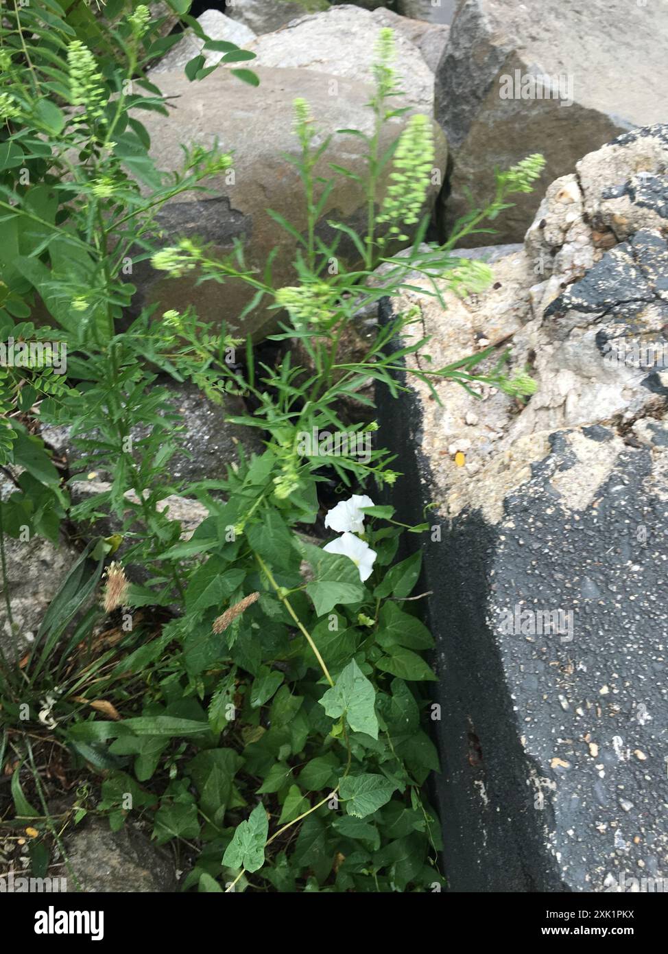 Virginia pepperweed (Lepidium virginicum) Plantae Stock Photo - Alamy