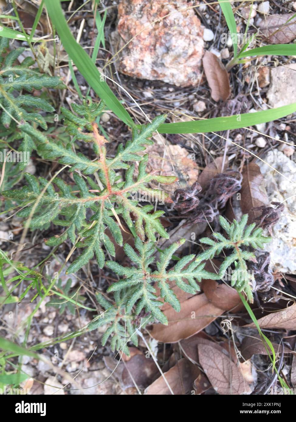 copper fern (Bommeria hispida) Plantae Stock Photo - Alamy