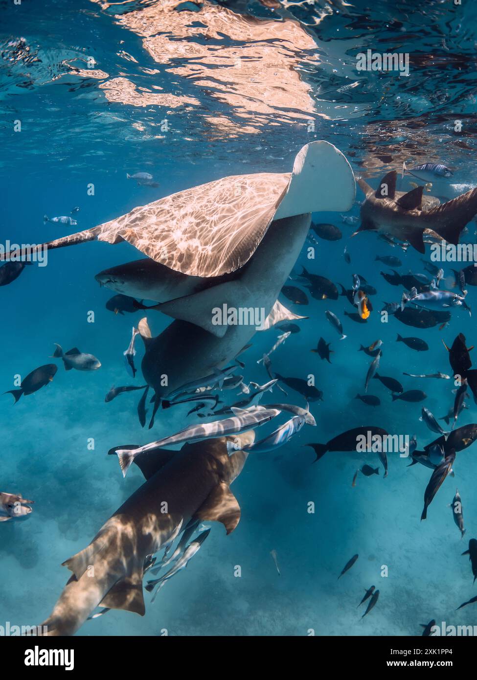 Stingray, sharks and a lot of fish swims undersea in blue ocean Stock ...
