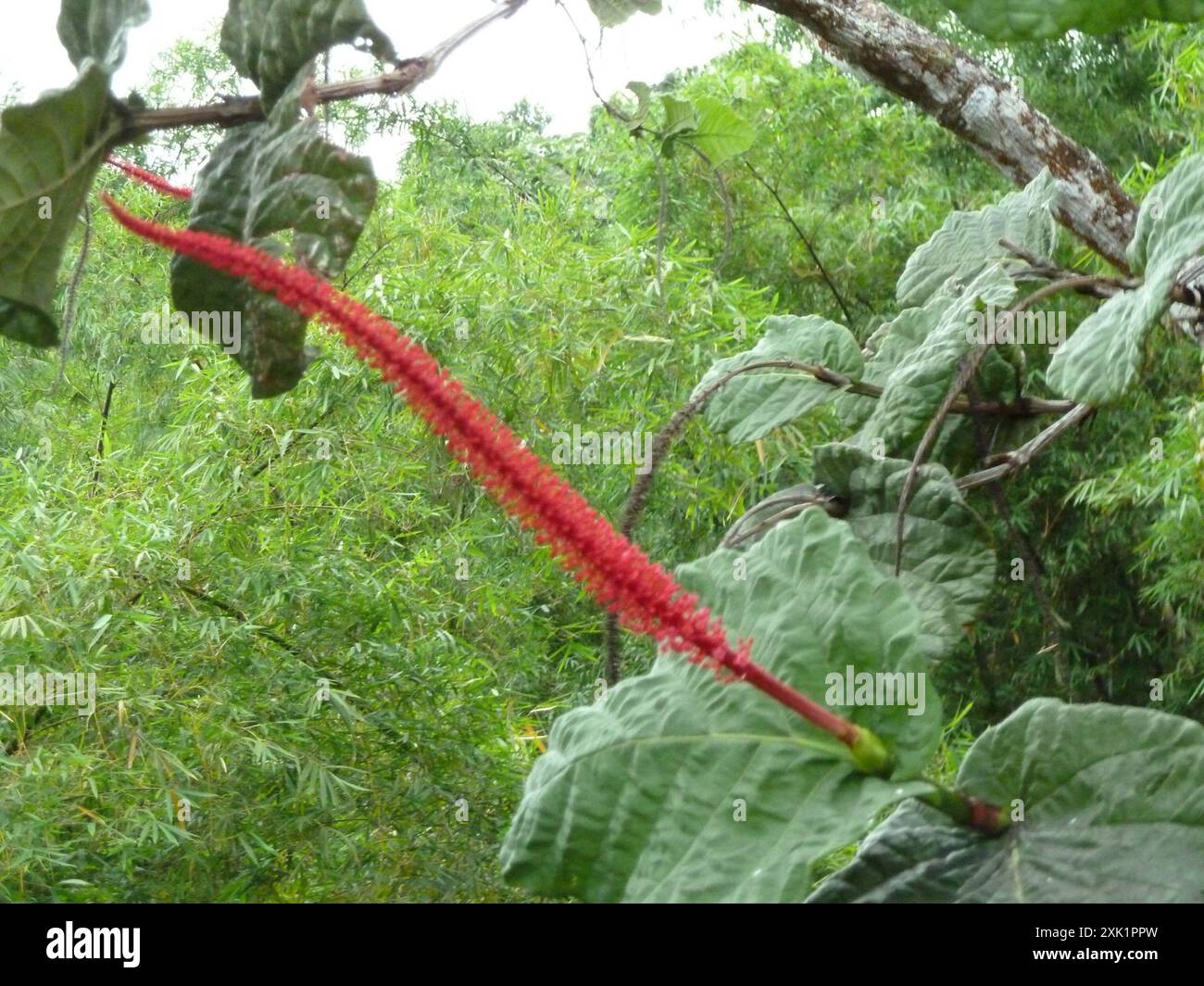 ortegon (Coccoloba rugosa) Plantae Stock Photo - Alamy