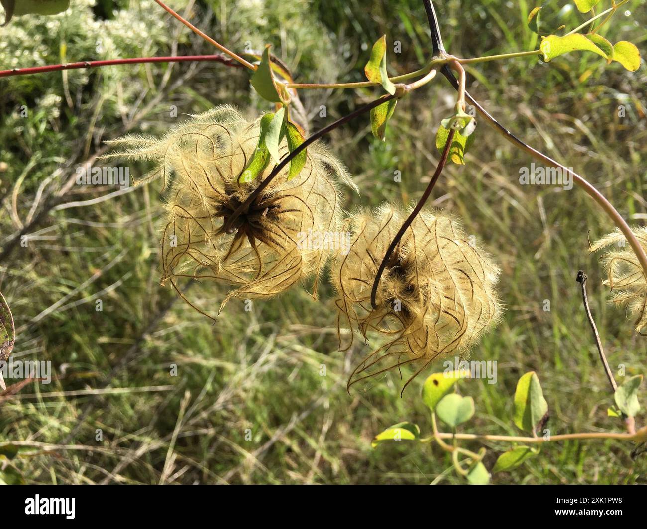 Scarlet Leather Flower (Clematis texensis) Plantae Stock Photo - Alamy