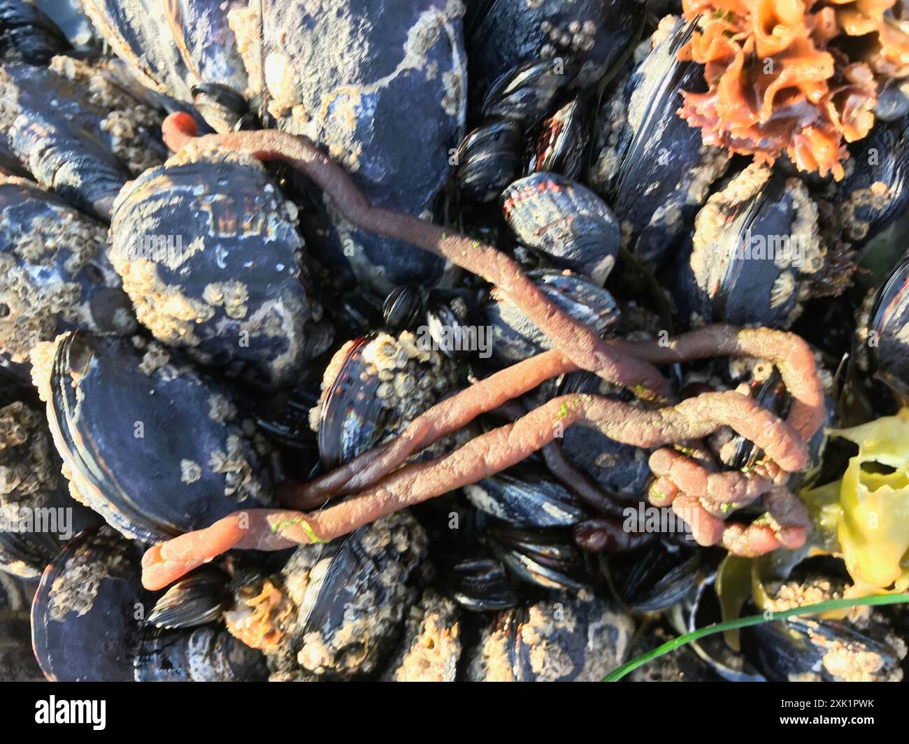 Nemalion sea noodle hi-res stock photography and images - Alamy