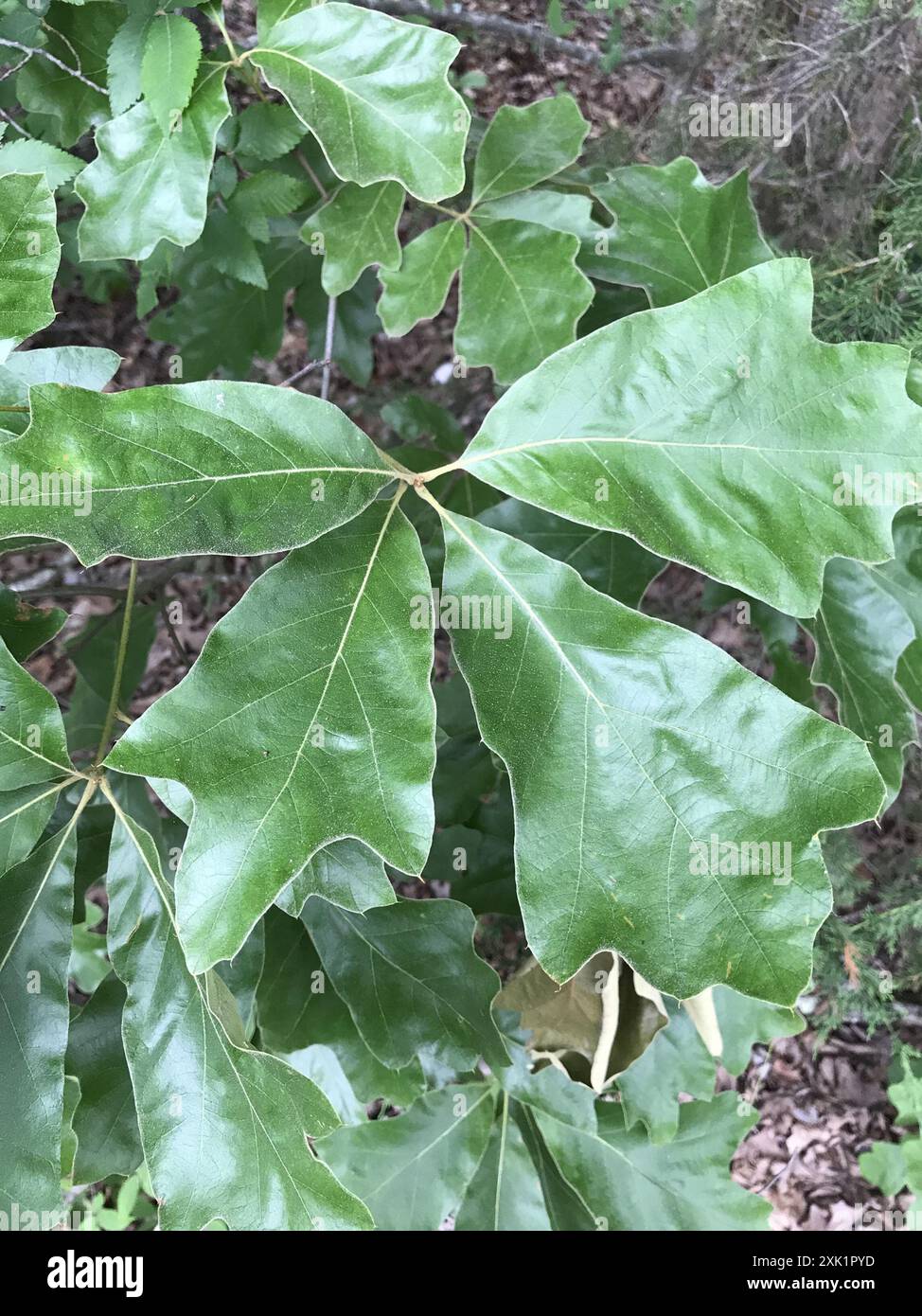 southern red oak (Quercus falcata) Plantae Stock Photo - Alamy