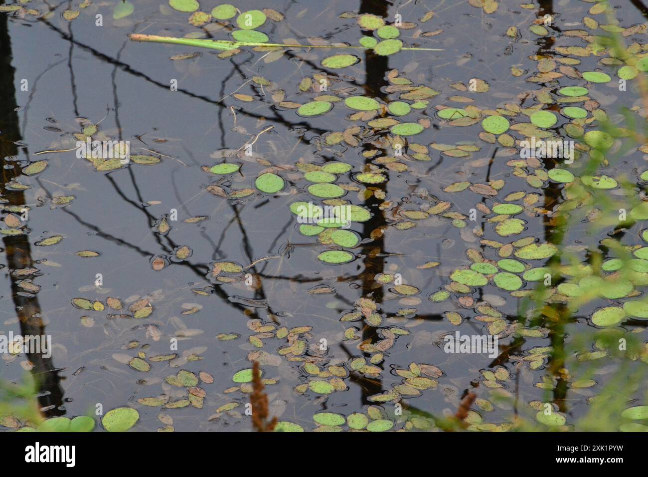 Watershield (Brasenia schreberi) Plantae Stock Photo - Alamy