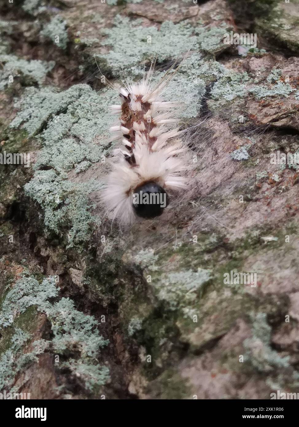 Hickory Tussock Moth (Lophocampa caryae) Insecta Stock Photo - Alamy
