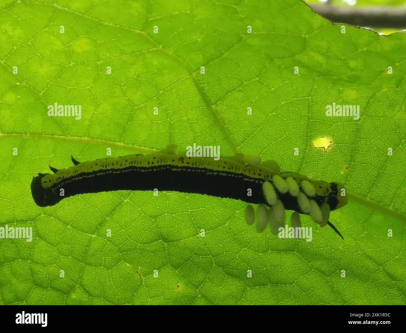 Catalpa Sphinx (Ceratomia catalpae) Insecta Stock Photo - Alamy